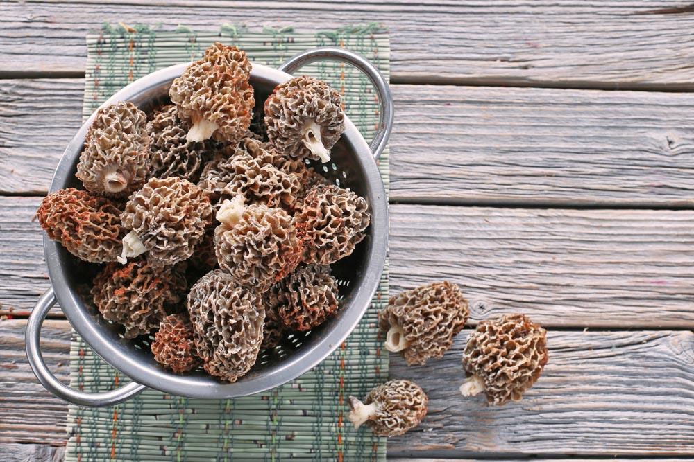 Morel Mushroom, (Guchi) - Navdin Import and Export